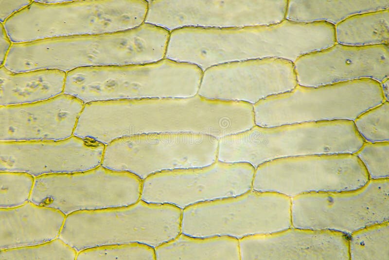 Cells texture stock photo. Image of cells, background - 23397428