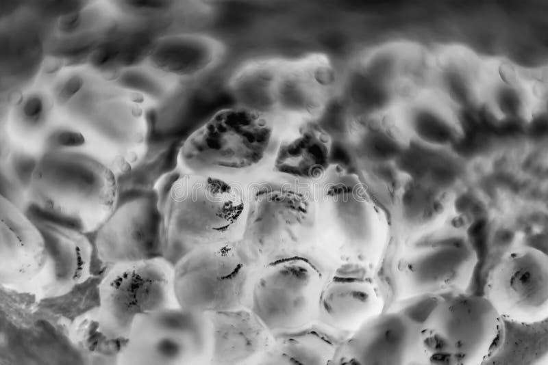 The Cells Under the Microscope, or the Cells Under the Microscope ...