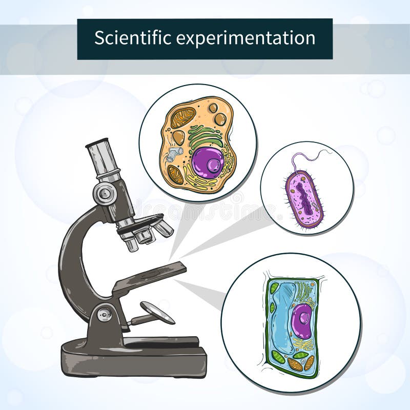 Cells Under the Microscope. Scientific Laboratory Stock Vector ...