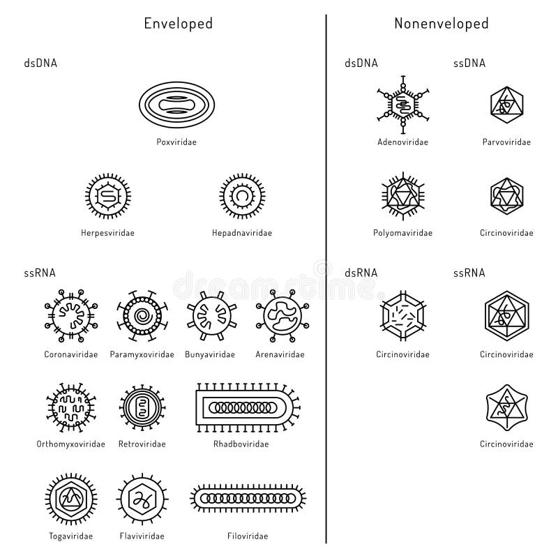 Cells of Viruses and Bacteria Stock Vector - Illustration of black ...