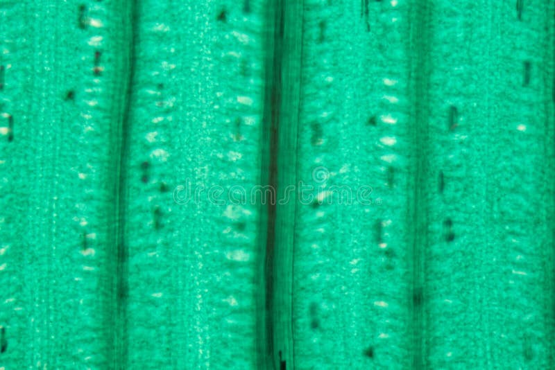 Wheat Leaf Epidermis Under the Microscope Stock Image - Image of plant ...
