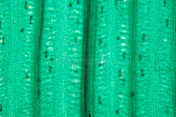 Wheat Leaf Epidermis Under the Microscope Stock Image - Image of plant ...