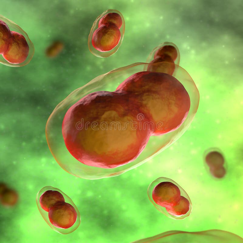 Cellula Di Vaiolo - in Liquido Illustrazione di Stock - Illustrazione ...