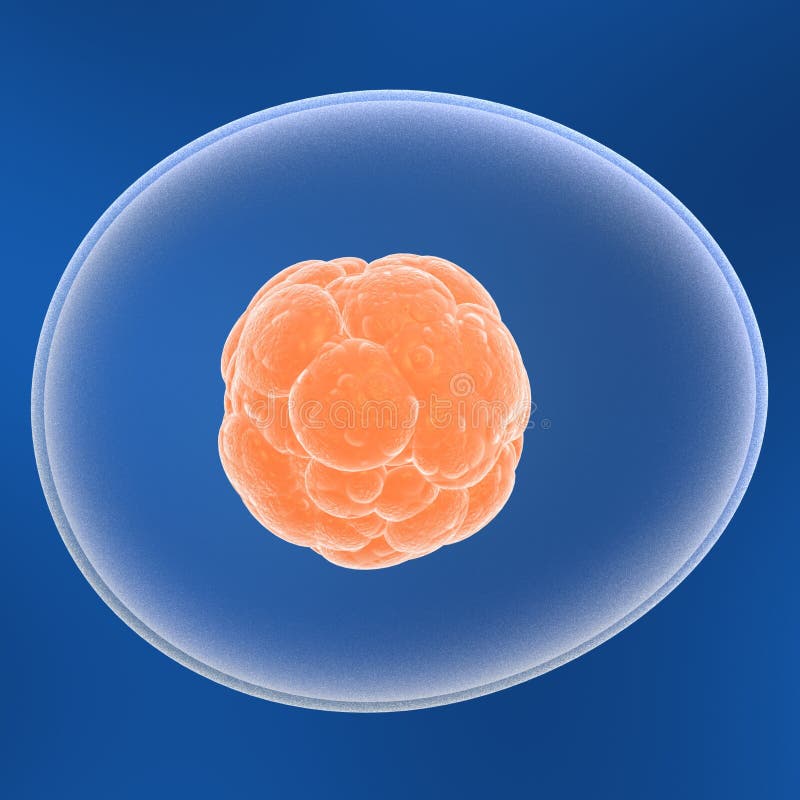 Cellula Staminale Lo Sviluppo Dei Globuli Rossi, Dei Leucociti, Dei ...