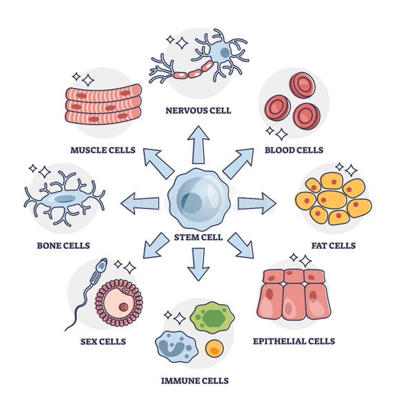 Cellular Differentiation Stock Illustrations – 193 Cellular ... Cellular Differentiation Stock Illustrations – 193 Cellular ...