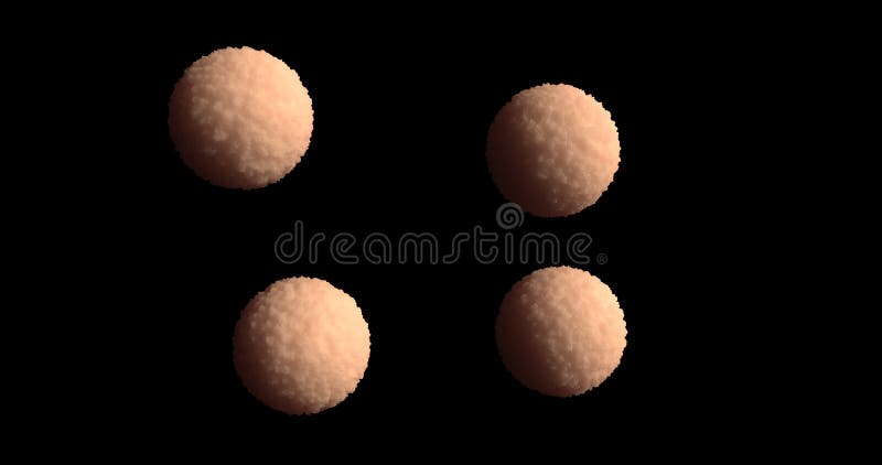 Cellular Division Under Microscope. Mitosis, the Process of Cell ...