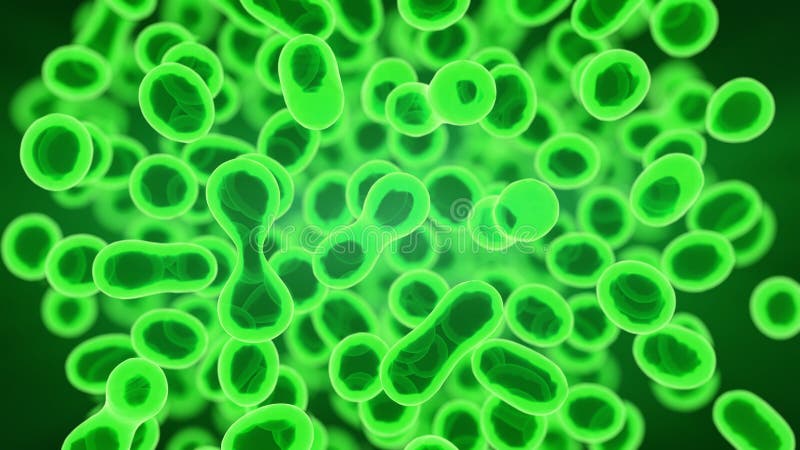 Meiosis Cell Division Process Stock Photos - Free & Royalty-Free Stock ...