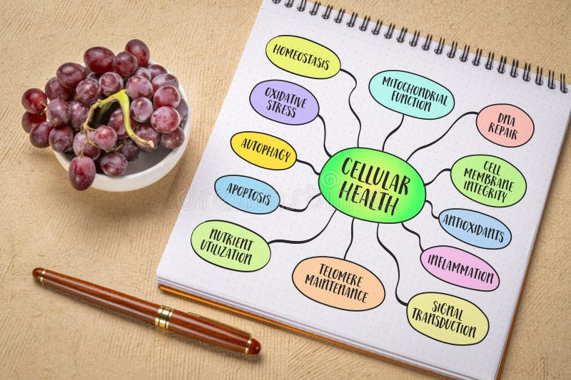 Cellular Health Concept, Processes that Contribute To the Optimal ...