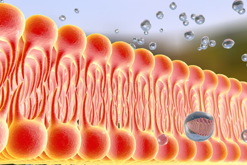 Cellular Membrane with Diffusion of Molecules Stock Illustration ...