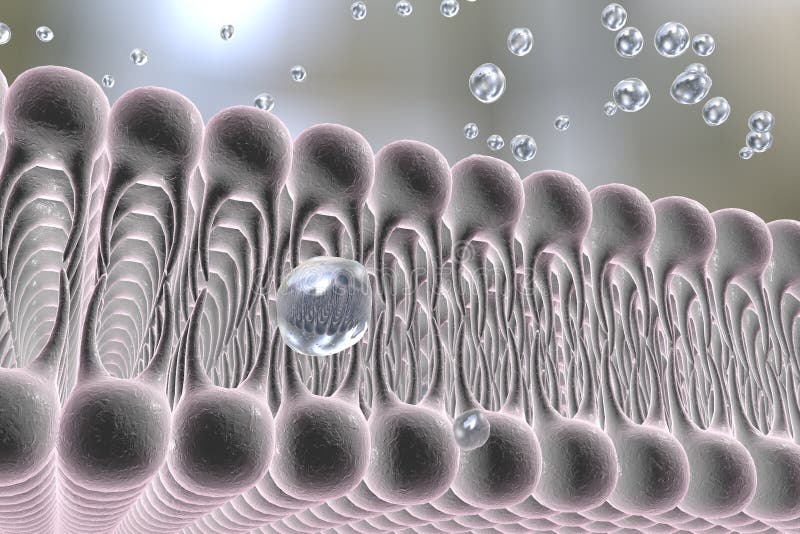 Cellular Membrane with Diffusion of Molecules Stock Illustration ...