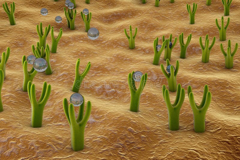 Cellular Membrane with Receptors Stock Illustration - Illustration of ...