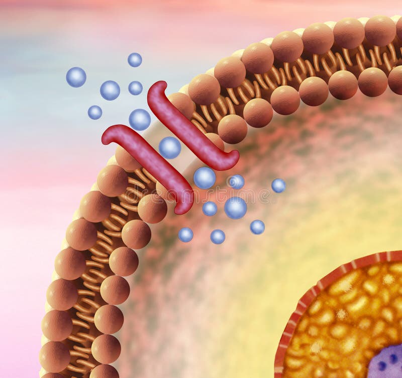 Cellular Receptor Stock Illustrations – 392 Cellular Receptor Stock ...