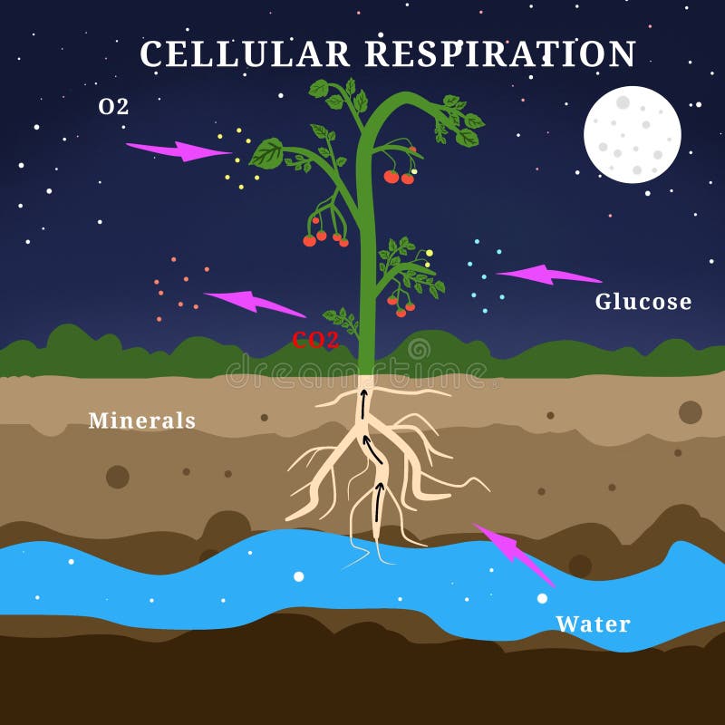 Cellular Respiration Illustration Stock Illustration - Illustration of ...