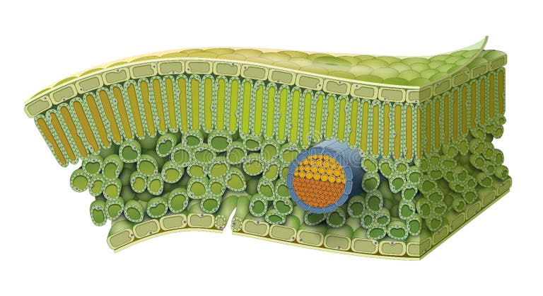 Cellular Structure of Leaf. Internal Leaf Structure a Leaf is Made of ...