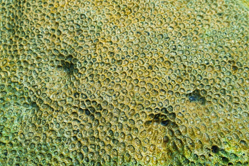 Cellular Texture of Corral Close Up. Yellow-green Coral Stock Image ...