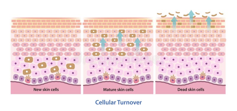 Cellular Turnover Process Vector Illustration on White Background ...