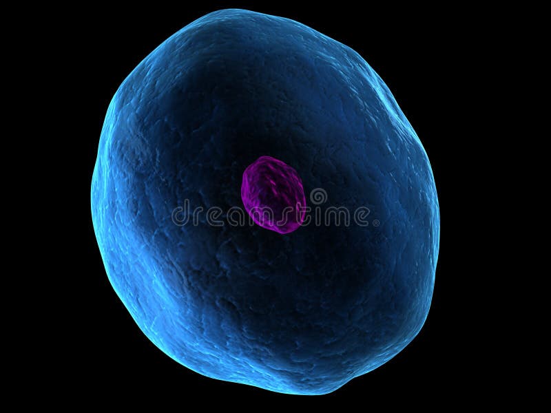 Cellule d'ovule humain illustration stock. Illustration du illustration ...