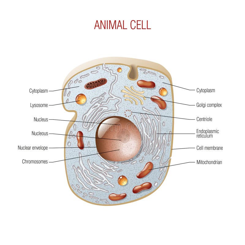 Structure D'une Cellule Animale Illustration de Vecteur - Illustration ...
