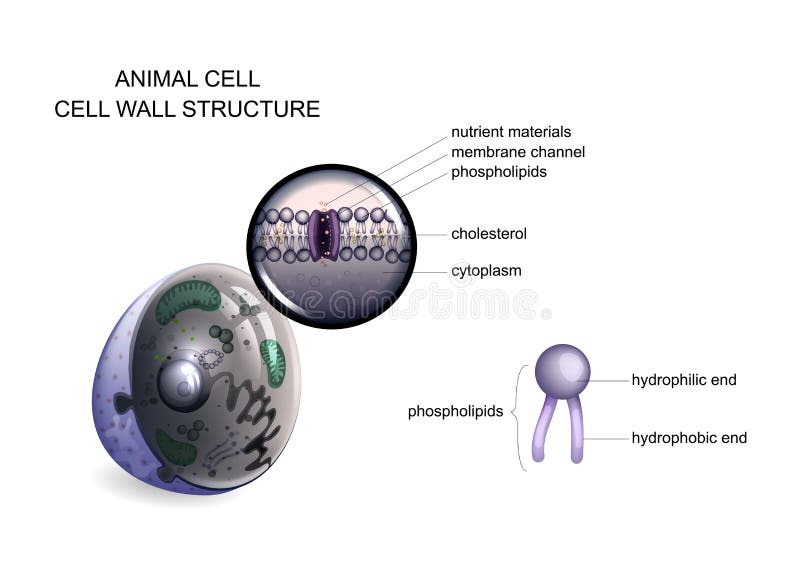 Cellule Animale Structure De Paroi Cellulaire Illustration de Vecteur ...