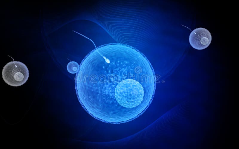 Cellule d'ovule illustration stock. Illustration du cellule - 11778268