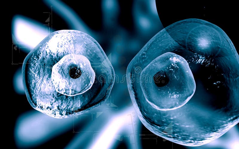 Cellule d'ovule illustration stock. Illustration du ovule - 11777173