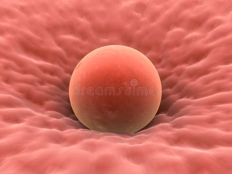 Cellule d'ovule humain illustration stock. Illustration du illustration ...