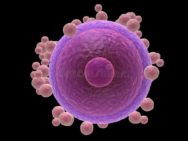 Cellule d'ovule humain illustration stock. Illustration du orgasme ...