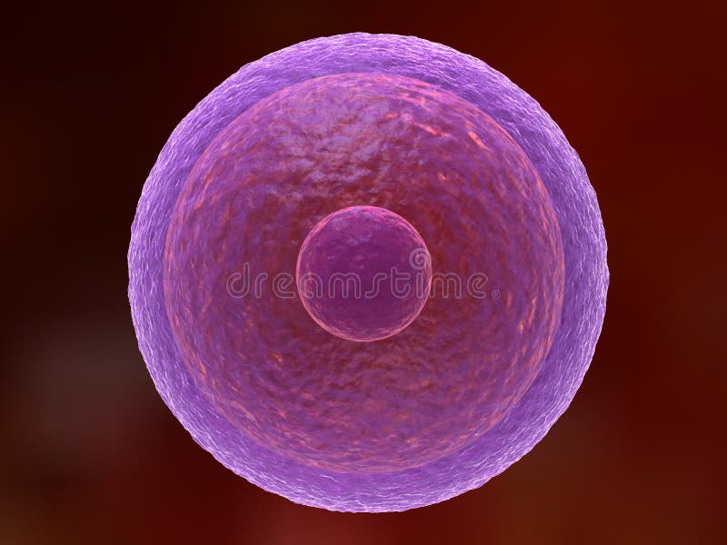 Cellule d'ovule humain illustration stock. Illustration du évolution ...