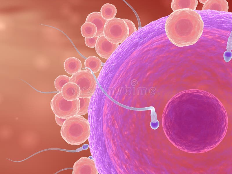 Cellule d'ovule humain illustration stock. Illustration du illustration ...