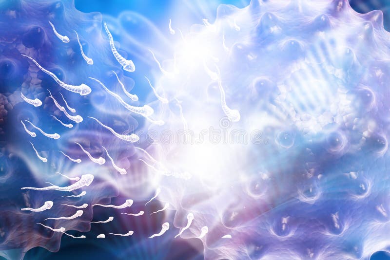 Cellule D'ovule Humain Avec Des Spermes Illustration Stock ...