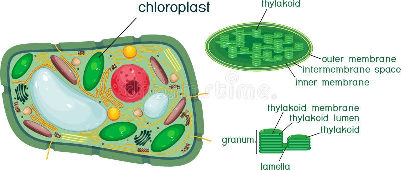 Chloroplaste Stock Illustrations, Vecteurs, & Clipart – (1,187 Stock ...