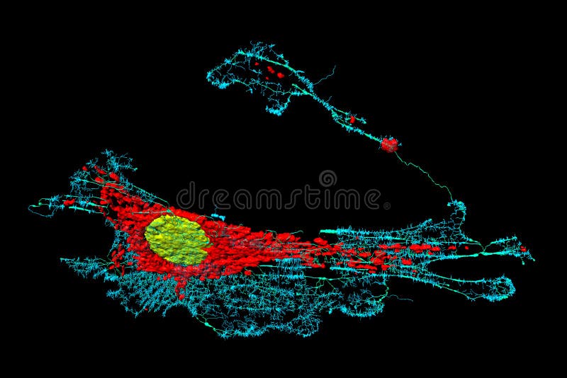 Cellule de fibroblaste illustration stock. Illustration du cellule ...