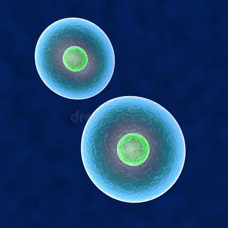 Duplication De Cellules De Noyau Illustration Stock - Illustration du ...