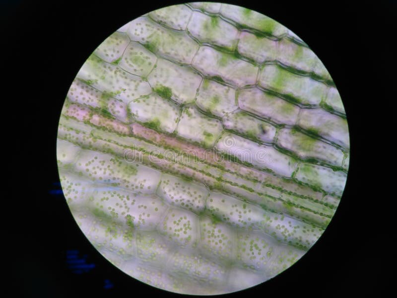 Cellule végétale aquatique image stock. Image du vert - 89484347