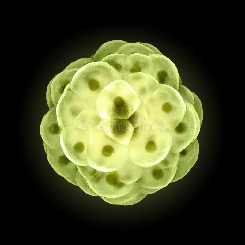 Cellule de plante verte illustration stock. Illustration du fermer ...