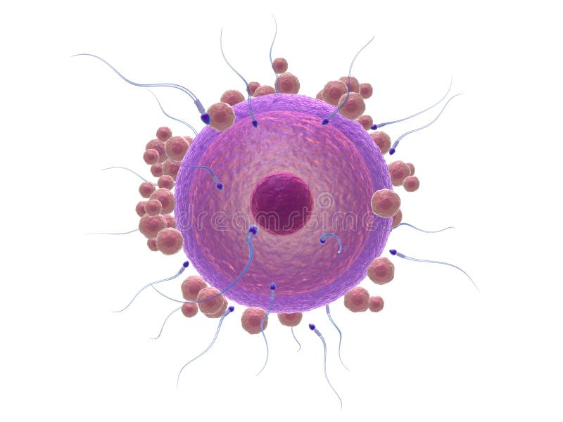 Cellule De Sperme Et D'ovule Humain Illustration Stock - Illustration ...