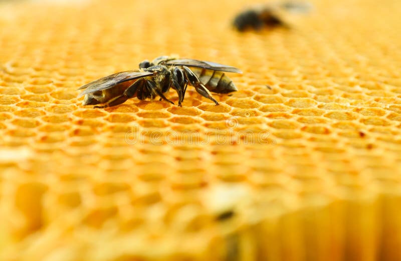Cellule Del Miele Delle Api Fotografia Stock - Immagine di medicina ...