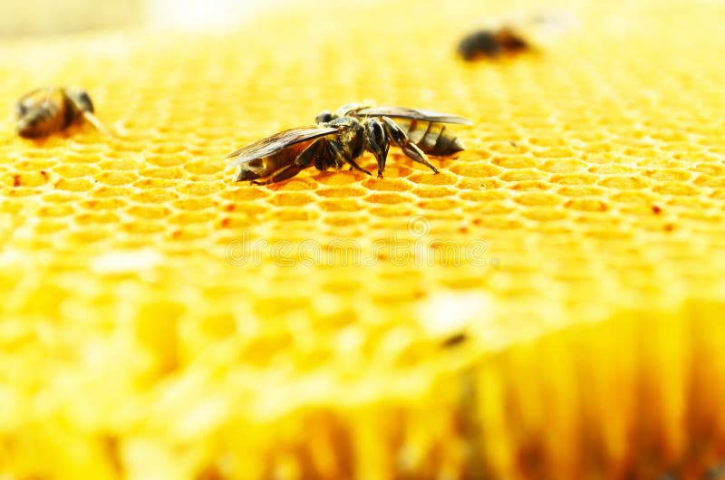 Cellule Del Miele Delle Api Fotografia Stock - Immagine di medicina ...