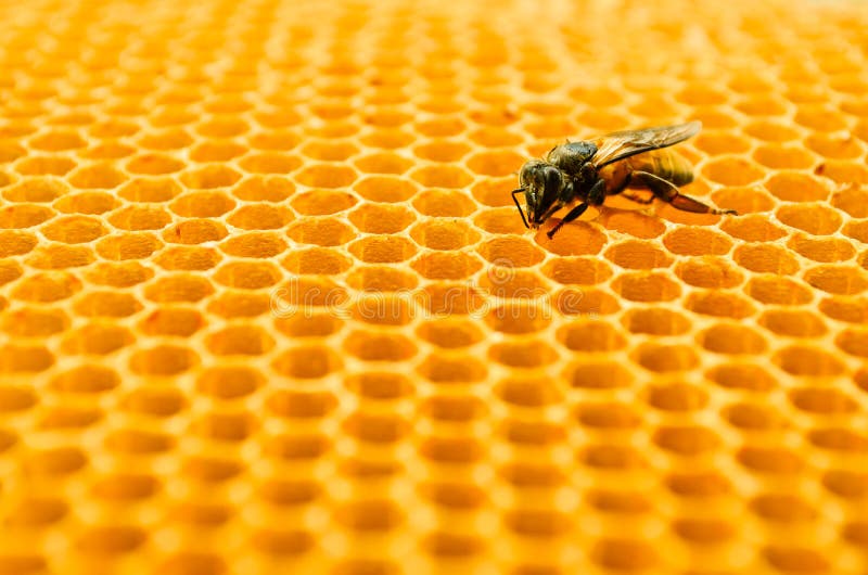Celle di miele delle api immagine stock. Immagine di velocità - 43989857
