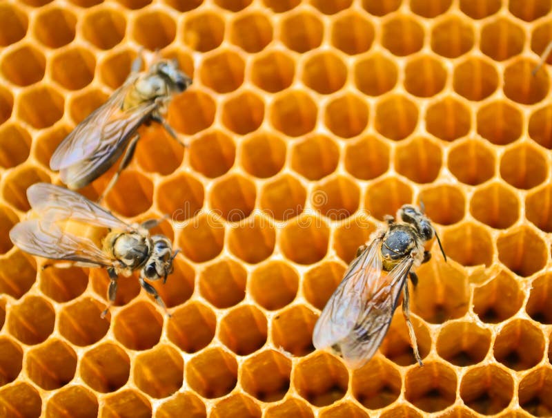 Cellule Del Miele Delle Api Fotografia Stock - Immagine di medicina ...