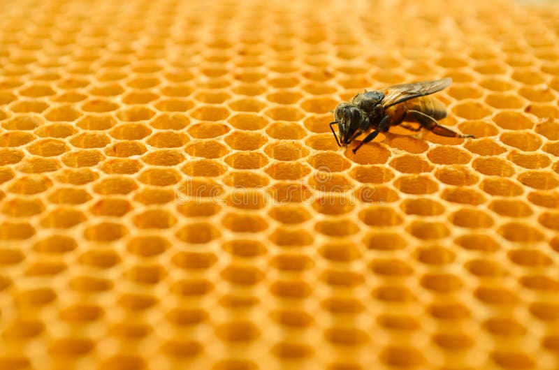 Cellule Del Miele Delle Api Fotografia Stock - Immagine di cellule ...