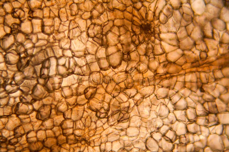 Cellule Della Carota Al Microscopio Immagine Stock - Immagine di ...