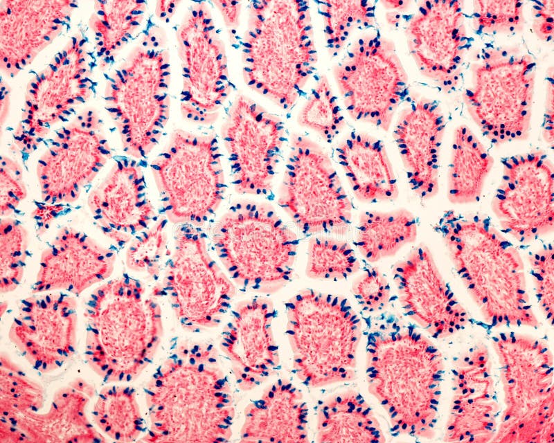 Epitelio Intestinale Cellule Di Calice Fotografia Stock - Immagine di ...