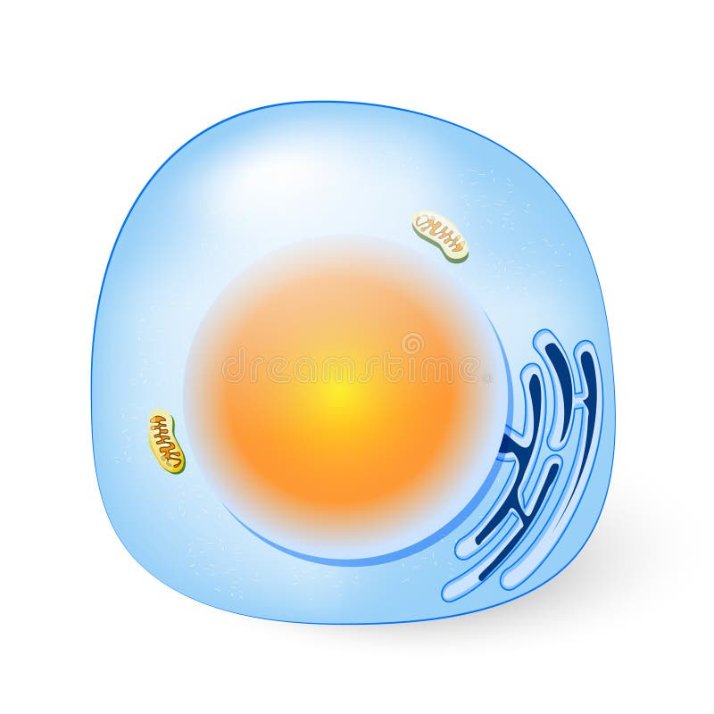 Anatomie Animale De Cellules D'isolement Sur Le Fond Blanc Illustration ...