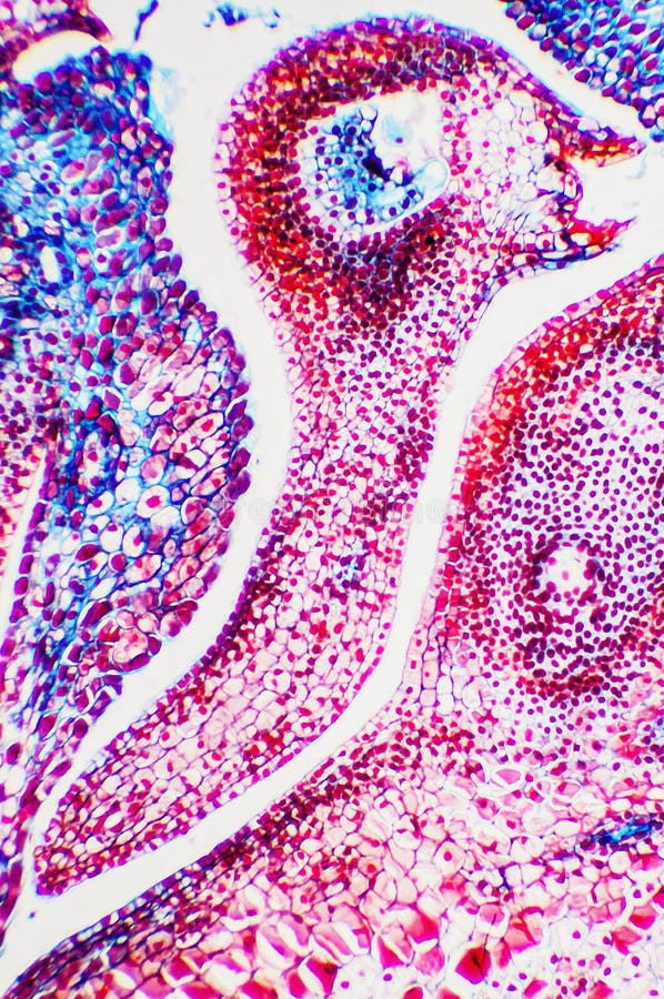 Ovaire Microscopique De Fleur De Cellules Image stock - Image du ...