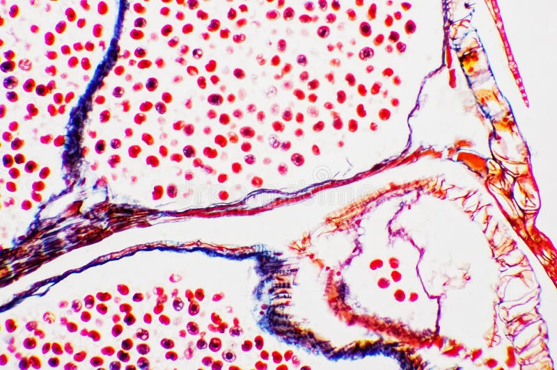 Cellule Microscopique – Ovaire Floral Photo stock - Image du ...