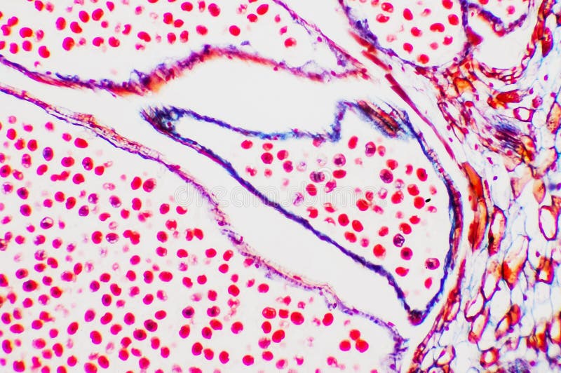 Cellule microscopique photo stock. Image du micro, glandulaire - 78307114