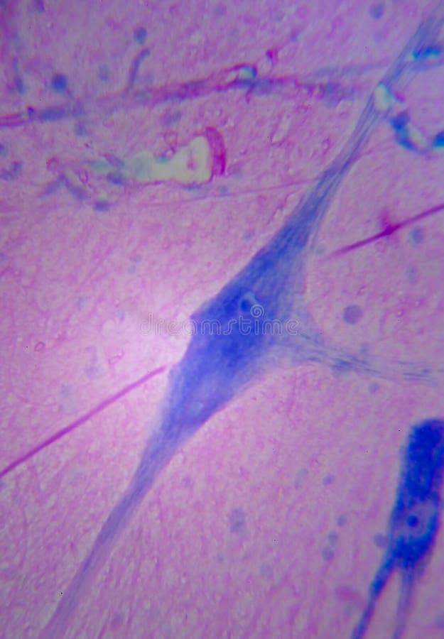 Cellule Nerveuse Sous Le Microscope - Points Bleus Abstraits Sur Le Ba ...