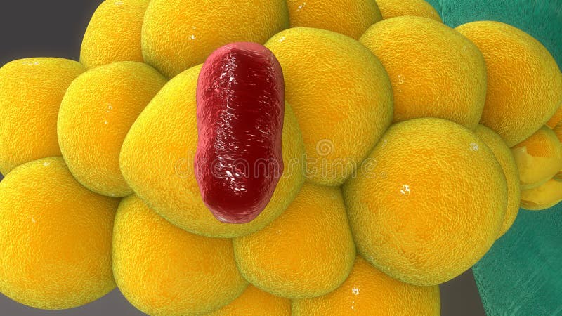 Cellule normale photo stock. Image du microscope, laboratoire - 84221172