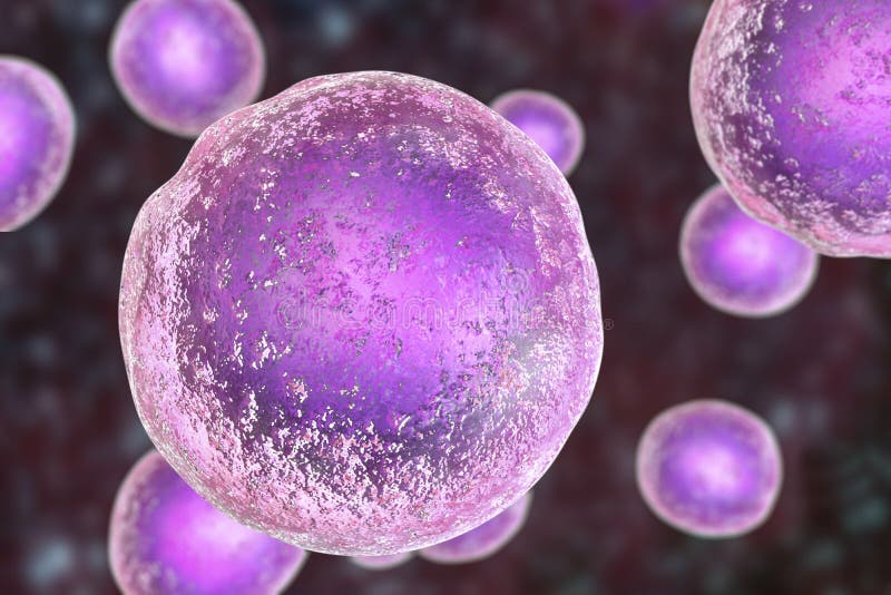 Cellule Umane, Illustrazione Illustrazione di Stock - Illustrazione di ...